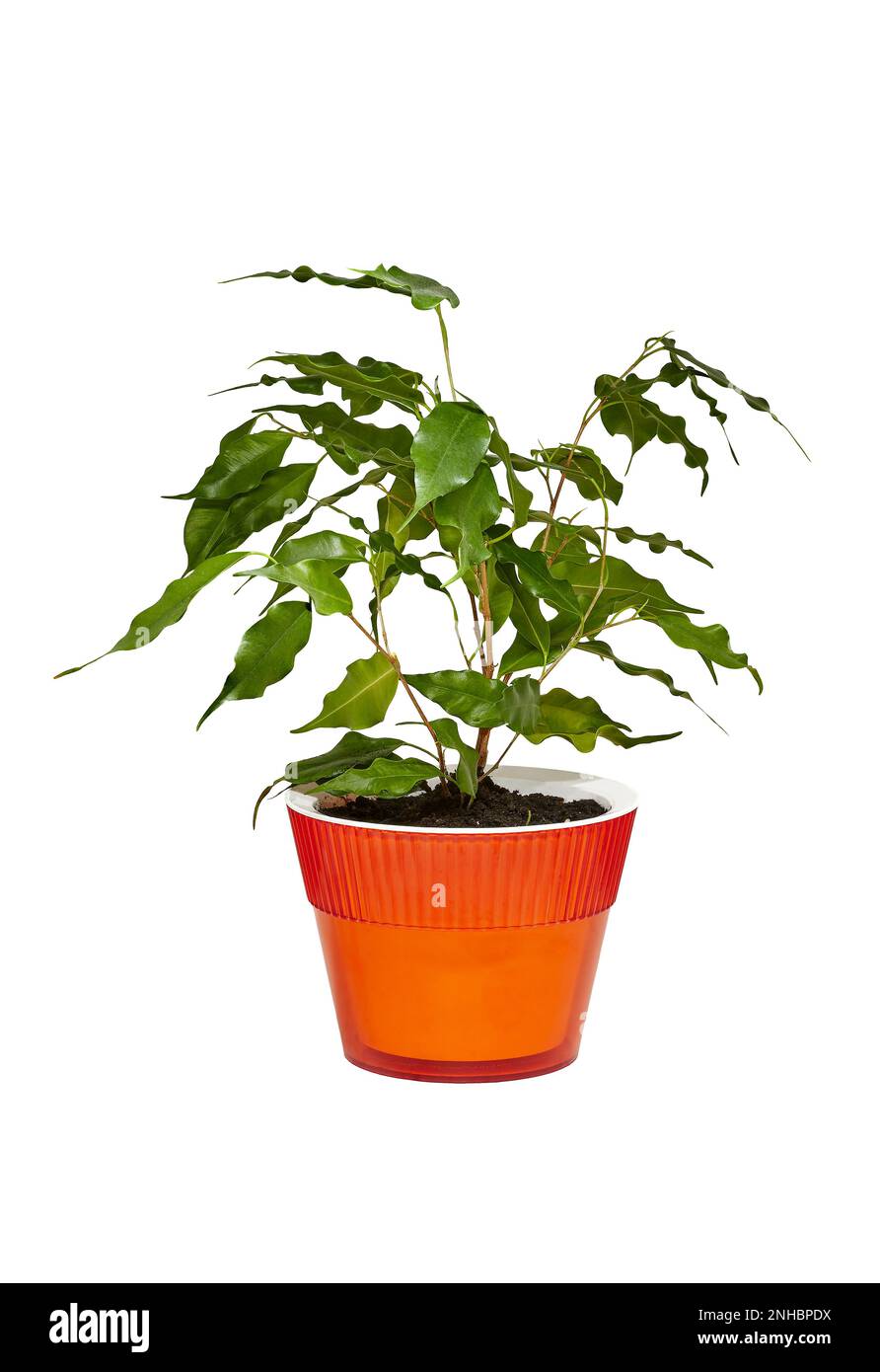 Image of indoor plant ficus benjamina on white background Stock Photo ...