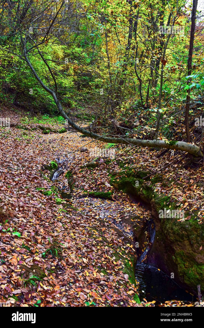 Autumn forest landscape. Autumn landscape of a lush forest with a small ...