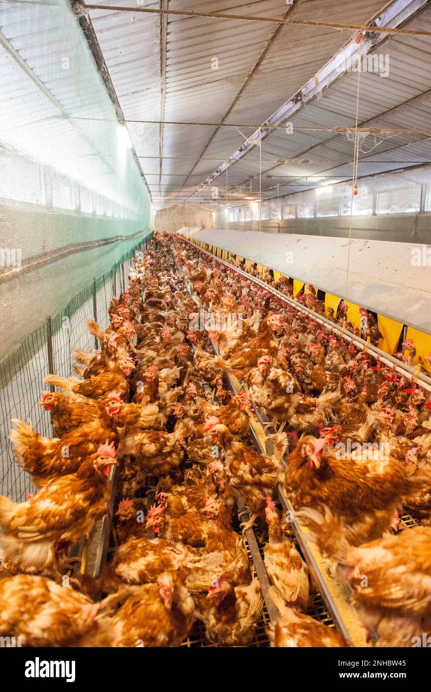 Italy, Arconate, Breeding of Hens For Egg Production Stock Photo - Alamy