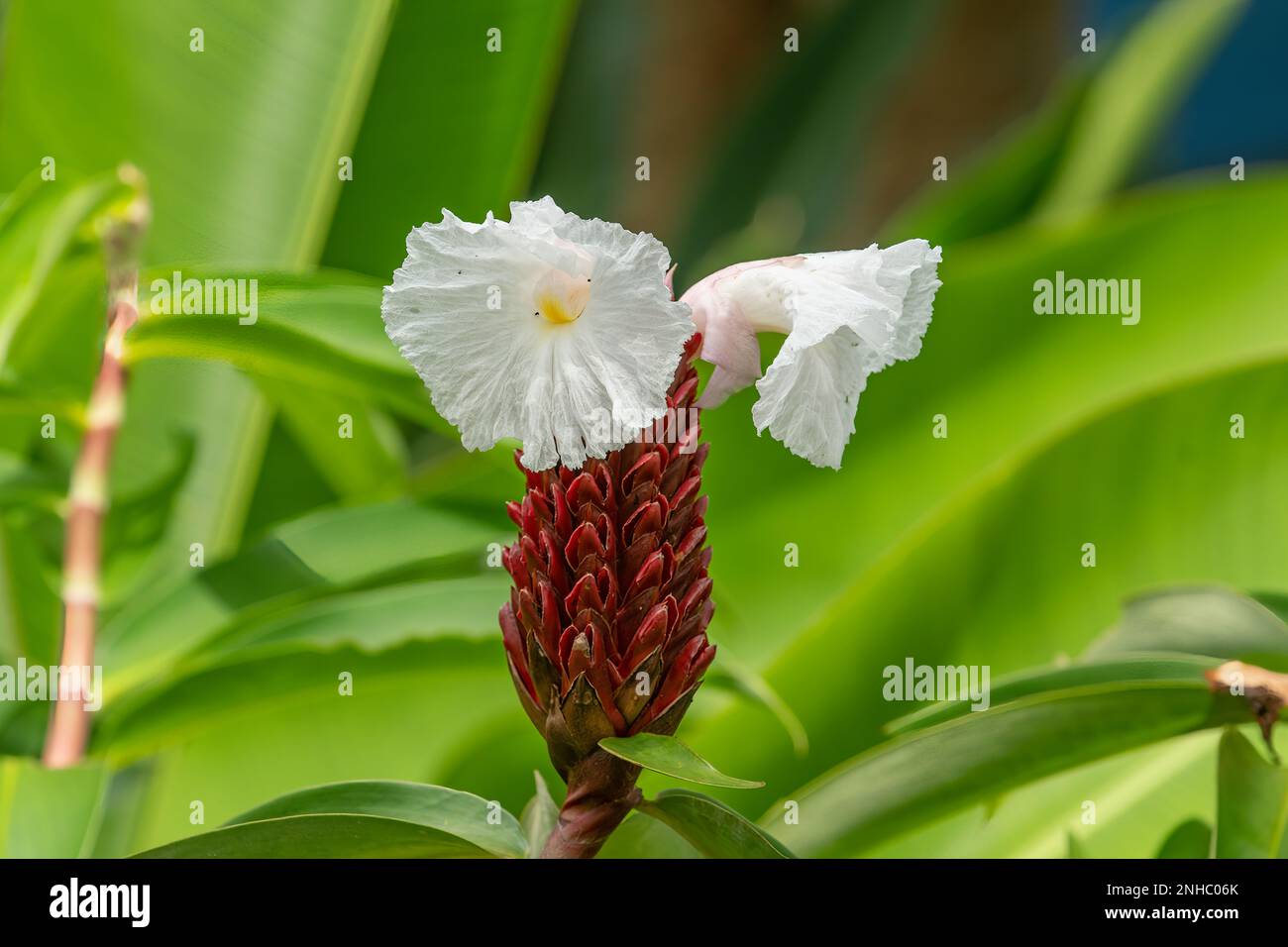 Cheilocostus speciosus, Crepe Ginger Stock Photo - Alamy
