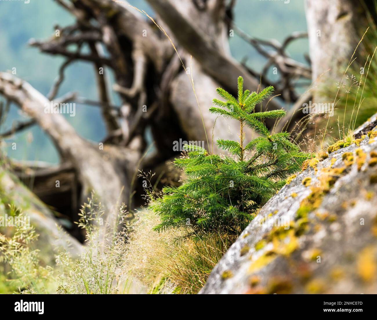 Spruce tree growup between rocks and wood logs and grass Stock Photo ...