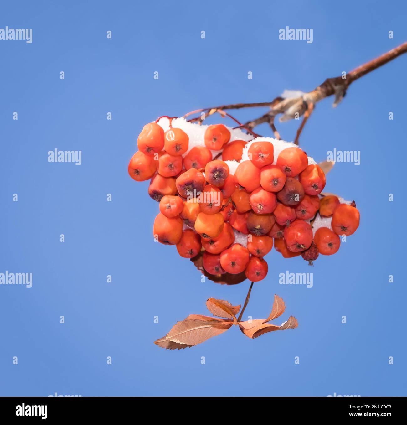 A cluster of mountain ash tree fruits on blue sky background covered ...