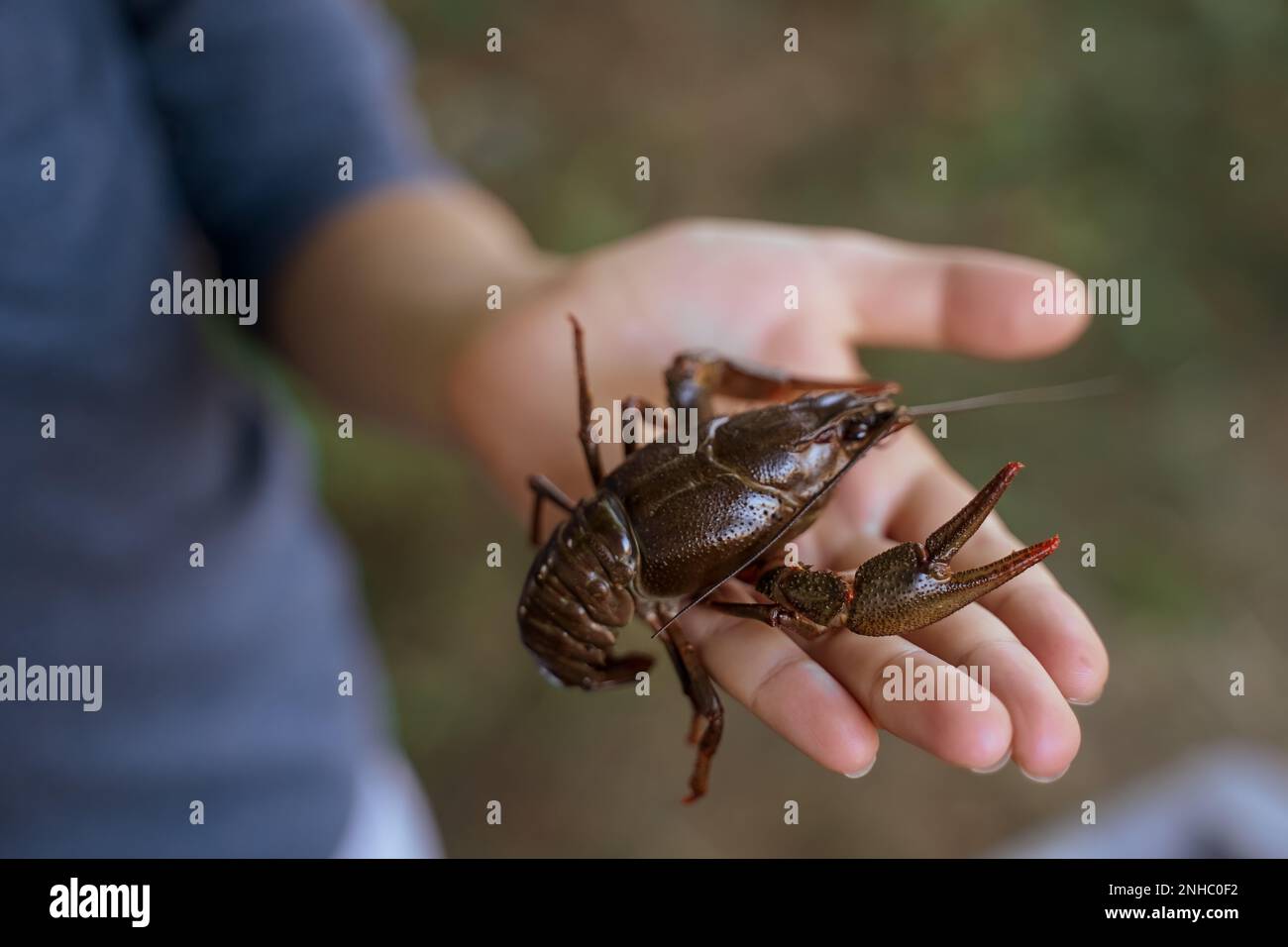 Hand crayfish hi-res stock photography and images - Alamy