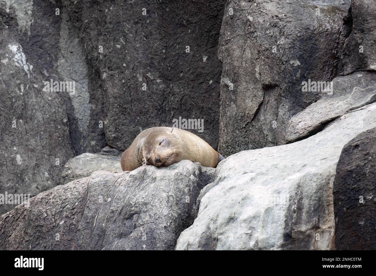 Long nose fur seal resting on rocky cliff on the southern coastline of ...