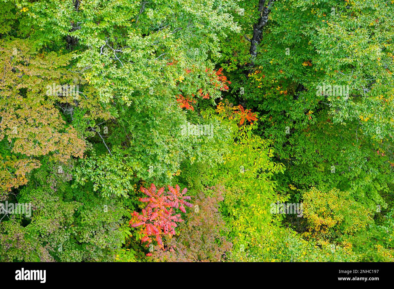 Splendid natural colors hi-res stock photography and images - Alamy