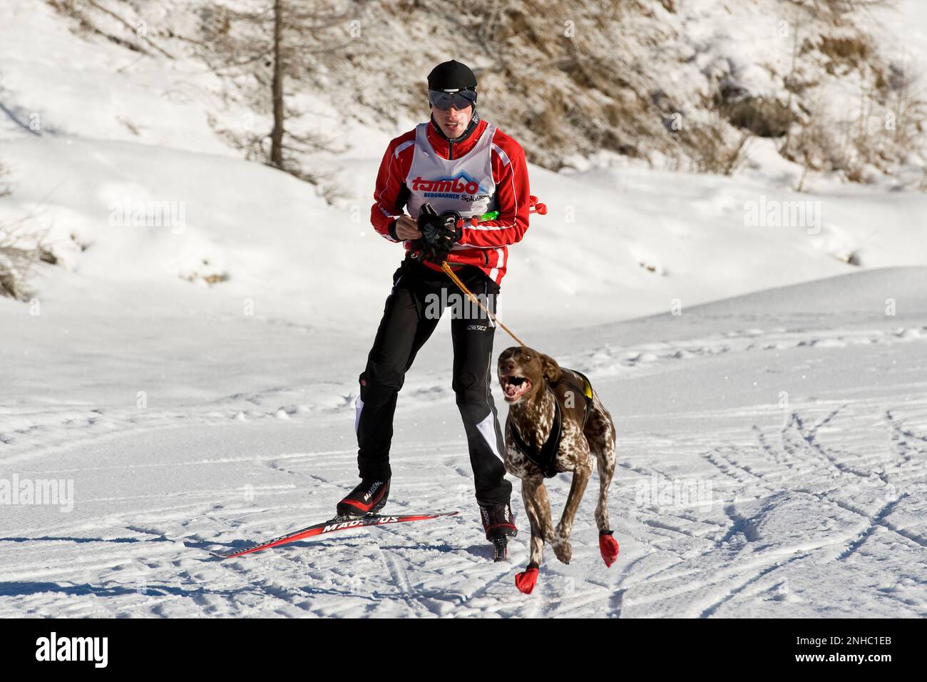Switzerland, Splugen, Sleddog Race Stock Photo - Alamy