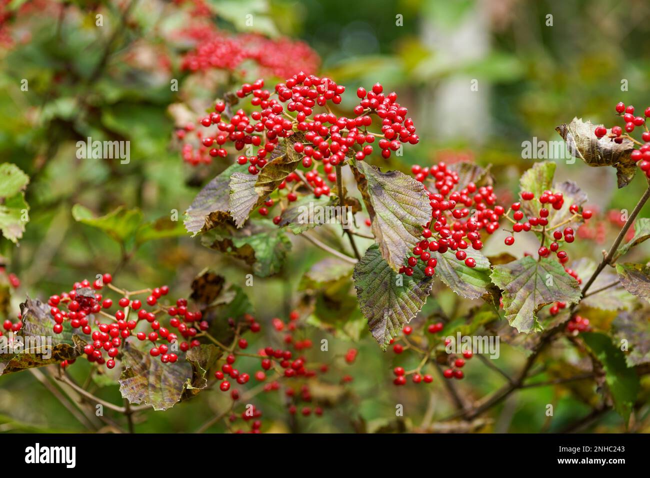 Wild moment hi-res stock photography and images - Alamy