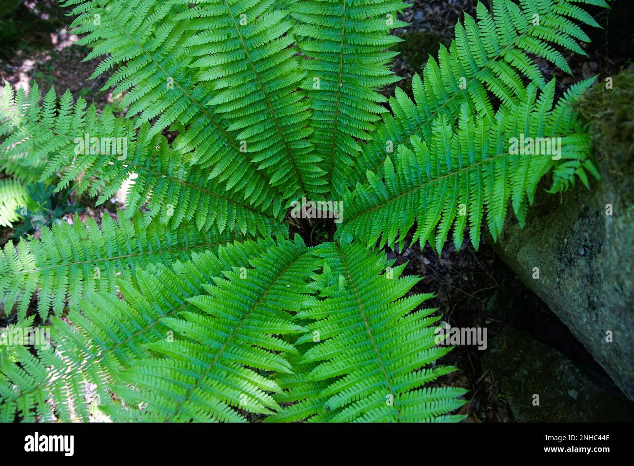 Macro helecho helecho helecho helecho hi-res stock photography and ...