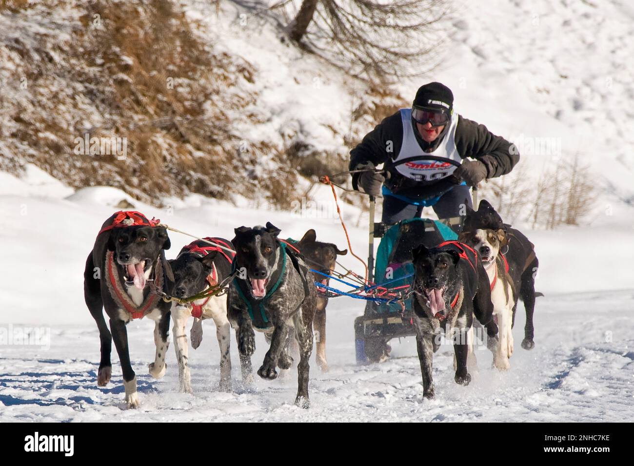 Switzerland, Splugen, Sleddog Race Stock Photo - Alamy