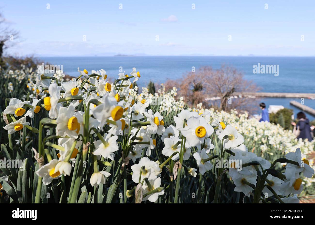Flowers of Narcissus are in full bloom in Iyo City, Ehime Prefecture ...