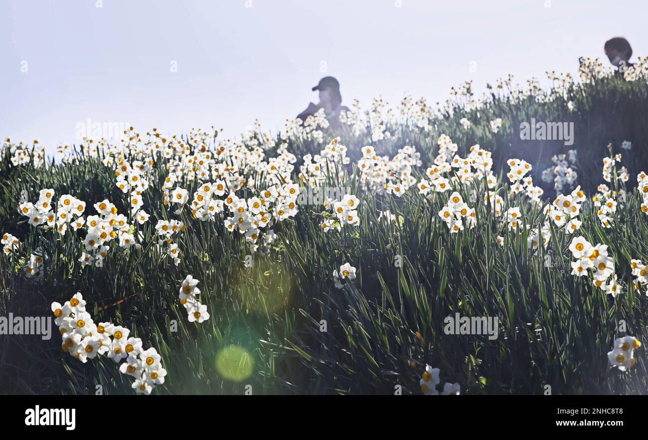 Flowers of Narcissus are in full bloom in Iyo City, Ehime Prefecture ...