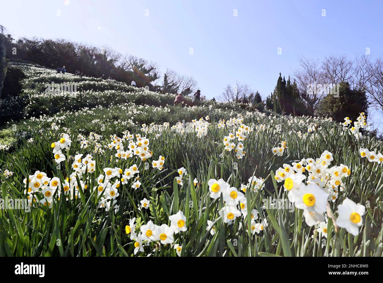 Flowers of Narcissus are in full bloom in Iyo City, Ehime Prefecture ...