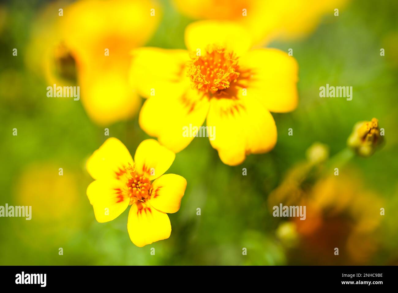 Flores salvajes hi-res stock photography and images - Alamy