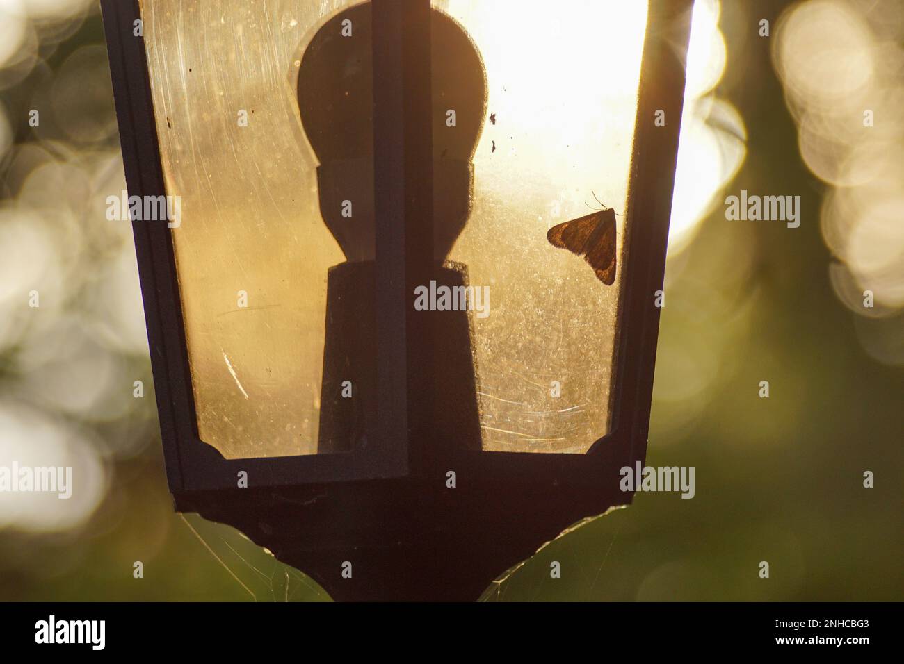 Moth lamp light hi-res stock photography and images - Alamy