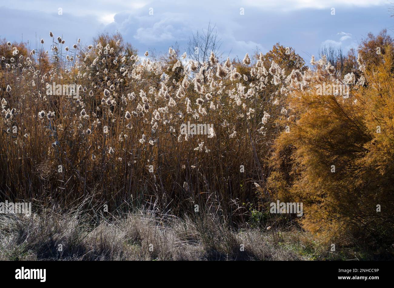 Dry plants and shrubs with yellow fall colors Stock Photo - Alamy