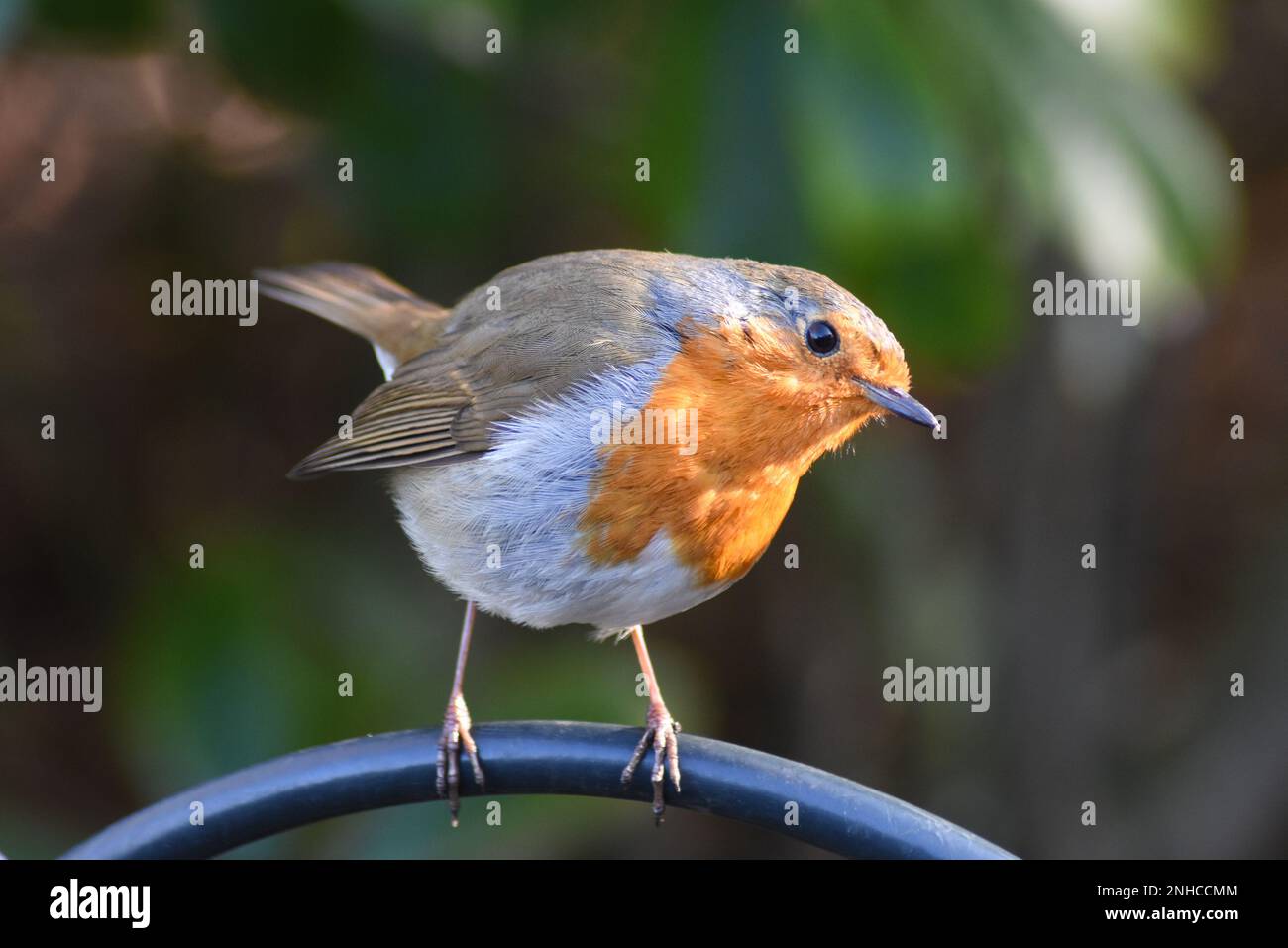 Robin profile hi-res stock photography and images - Alamy