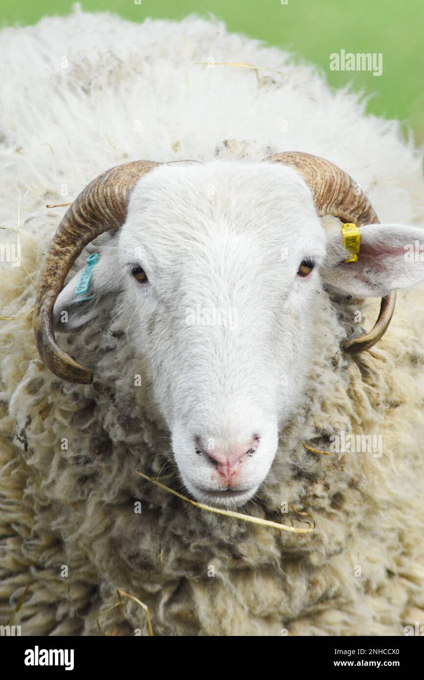 Making eyes contact with the sheep Stock Photo - Alamy