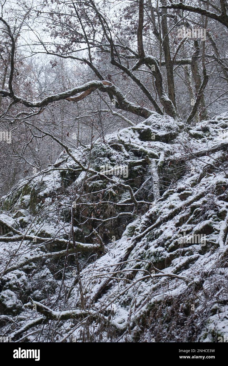 Trees growing around a rock covered in snow on a cold winter day in the ...