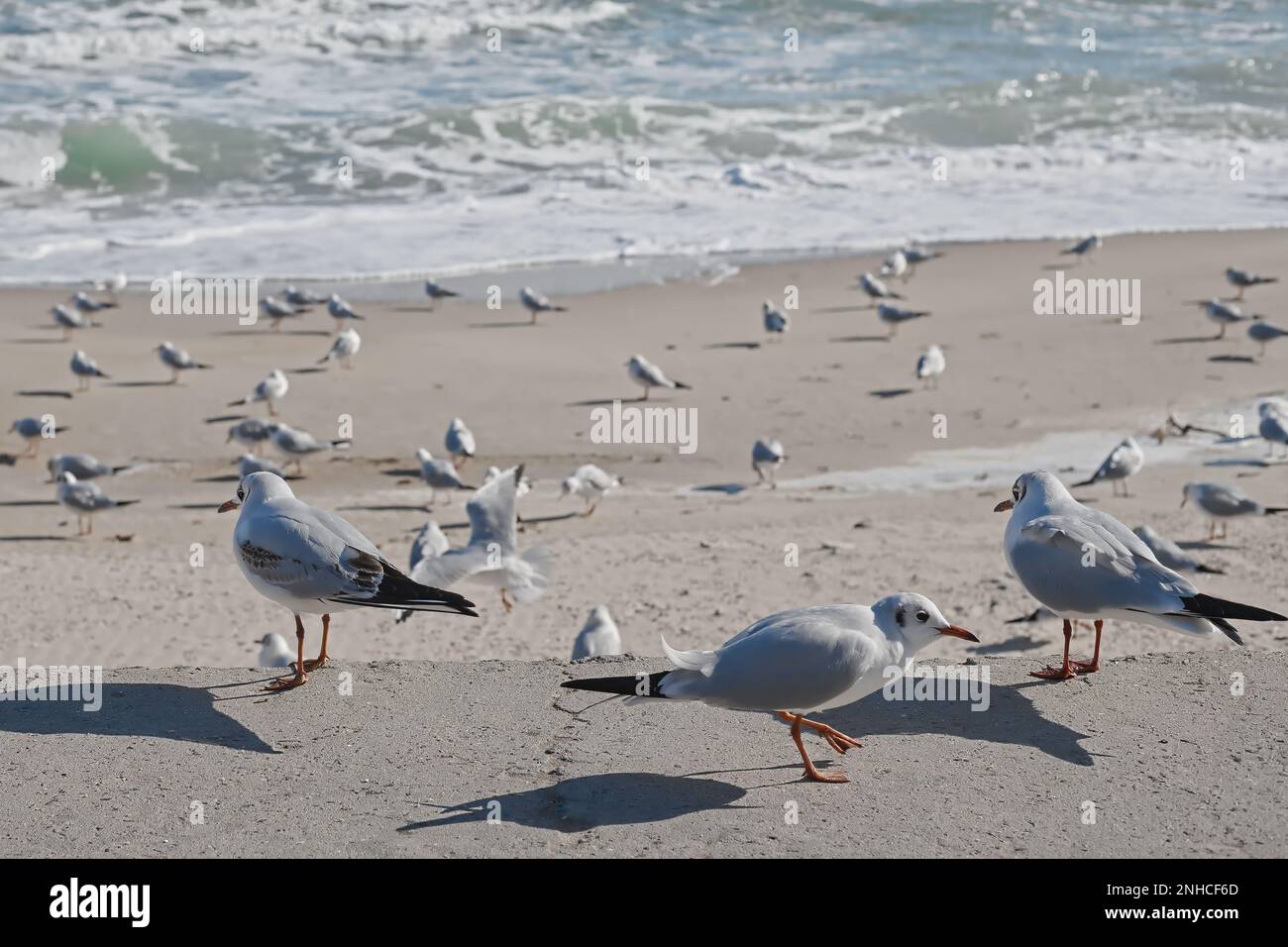 Seagulls feed on bread crumbs on a pier near the sandy shore by the sea ...