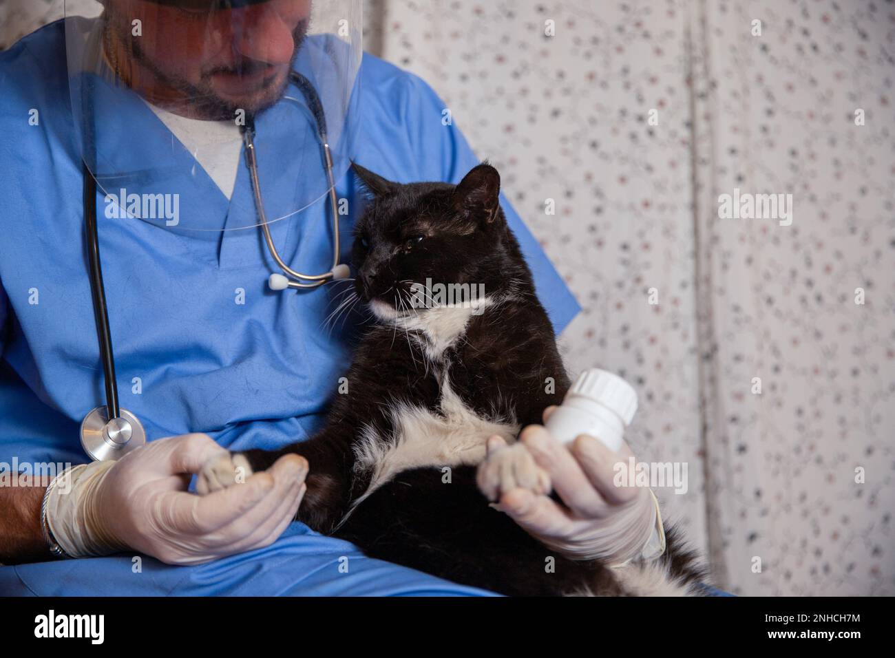 A vet administers medication to a cat, pet healthcare concept, copy ...