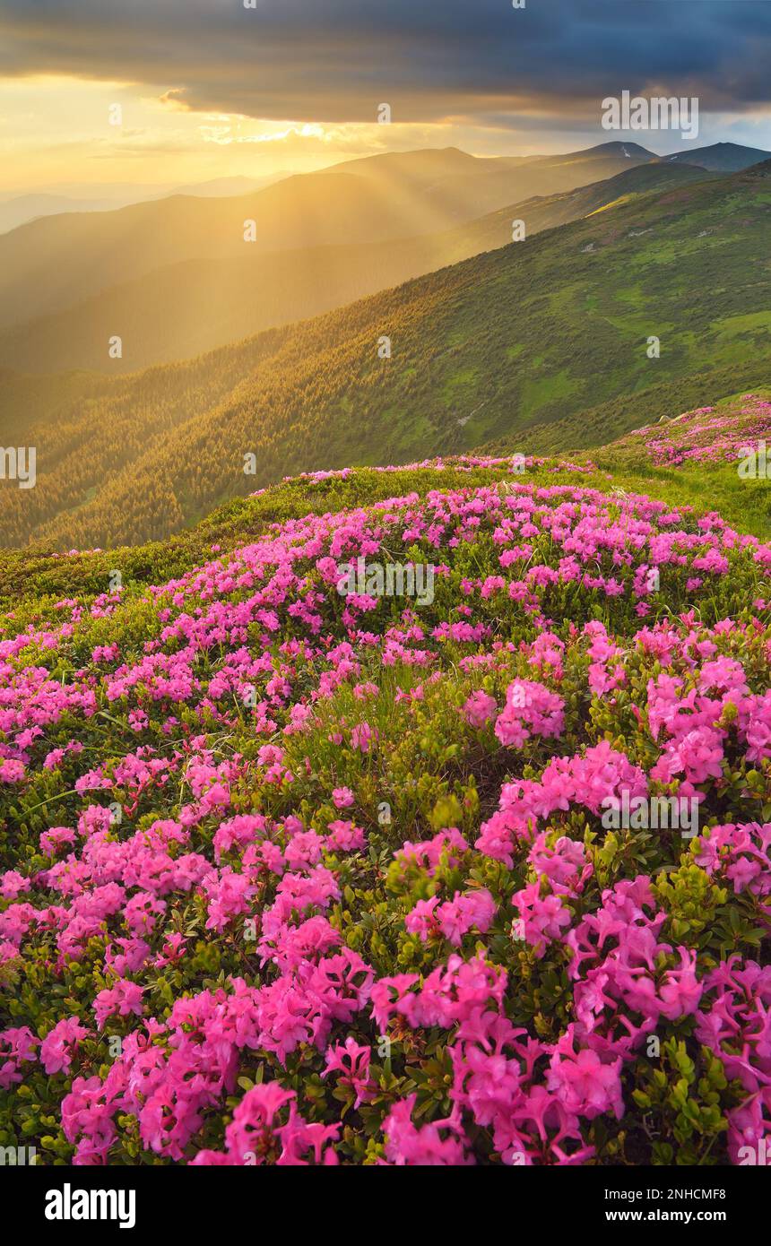 Mountain landscape with a beautiful sunset. The sun hidden behind clouds. Glade of blossoming ...