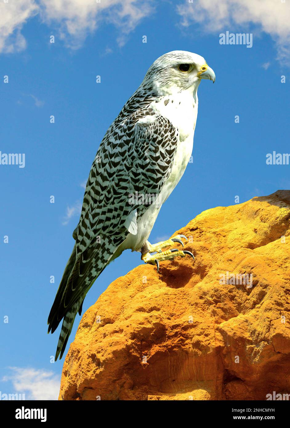 Gyrfalcon Latin name Falco rusticolus is the most northerly of all the ...
