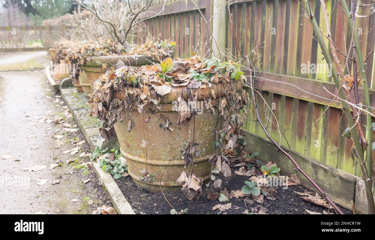 Dead or dying plant in a pot contrasting with the green plant during a ...