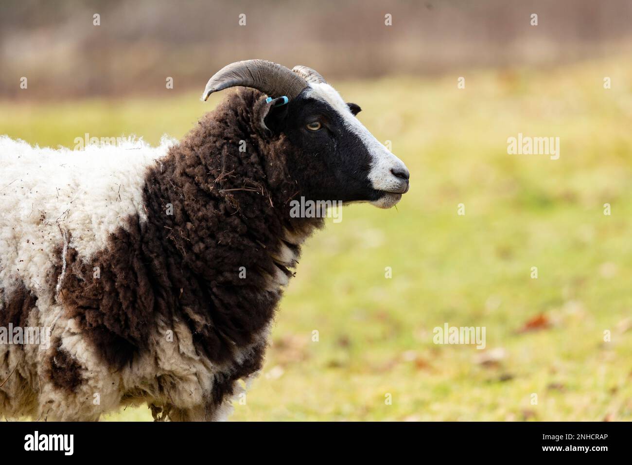 a brown and white rare breed jacobs ewe standing in a green meadow in ...
