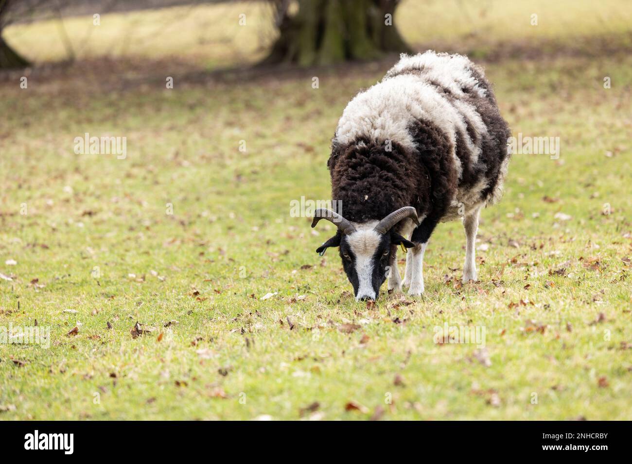 Jacobs sheep ram hi-res stock photography and images - Alamy