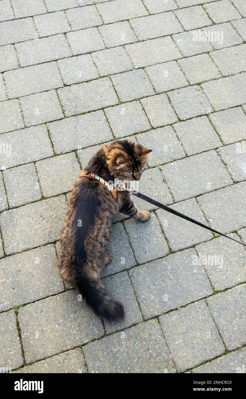 Leash your pet hi-res stock photography and images - Alamy
