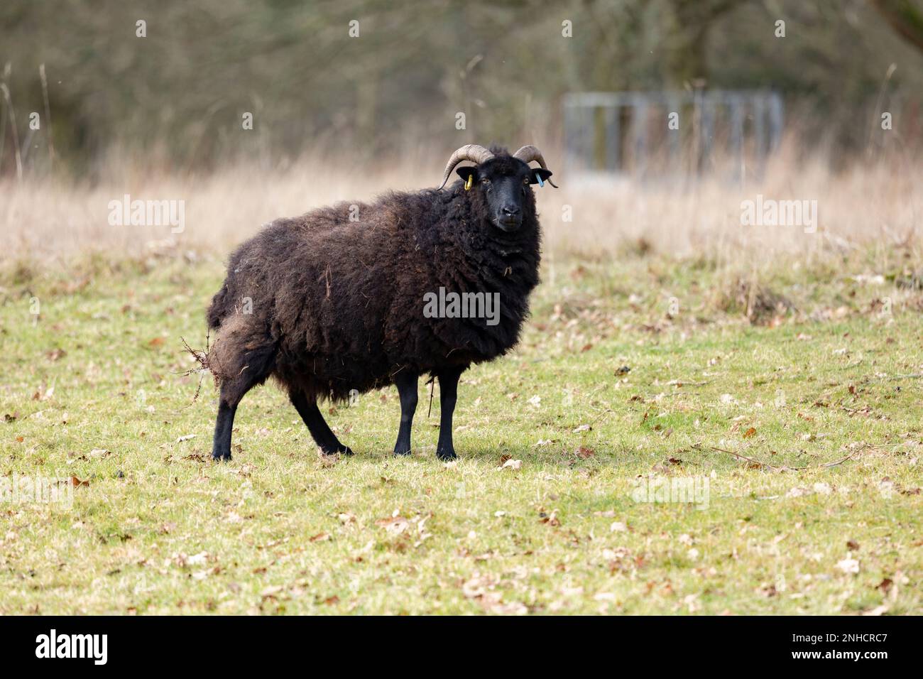 rare breed jacobs sheep in pasture in staffordshire Stock Photo - Alamy