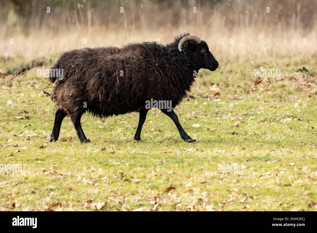 rare breed jacobs sheep in pasture in staffordshire Stock Photo - Alamy