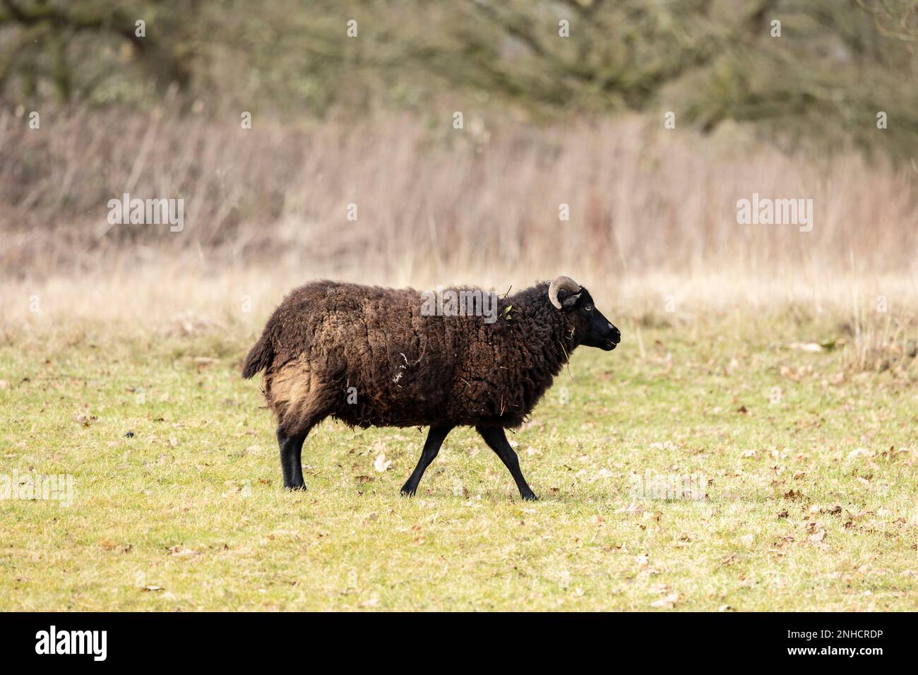 rare breed jacobs sheep in pasture in staffordshire Stock Photo - Alamy