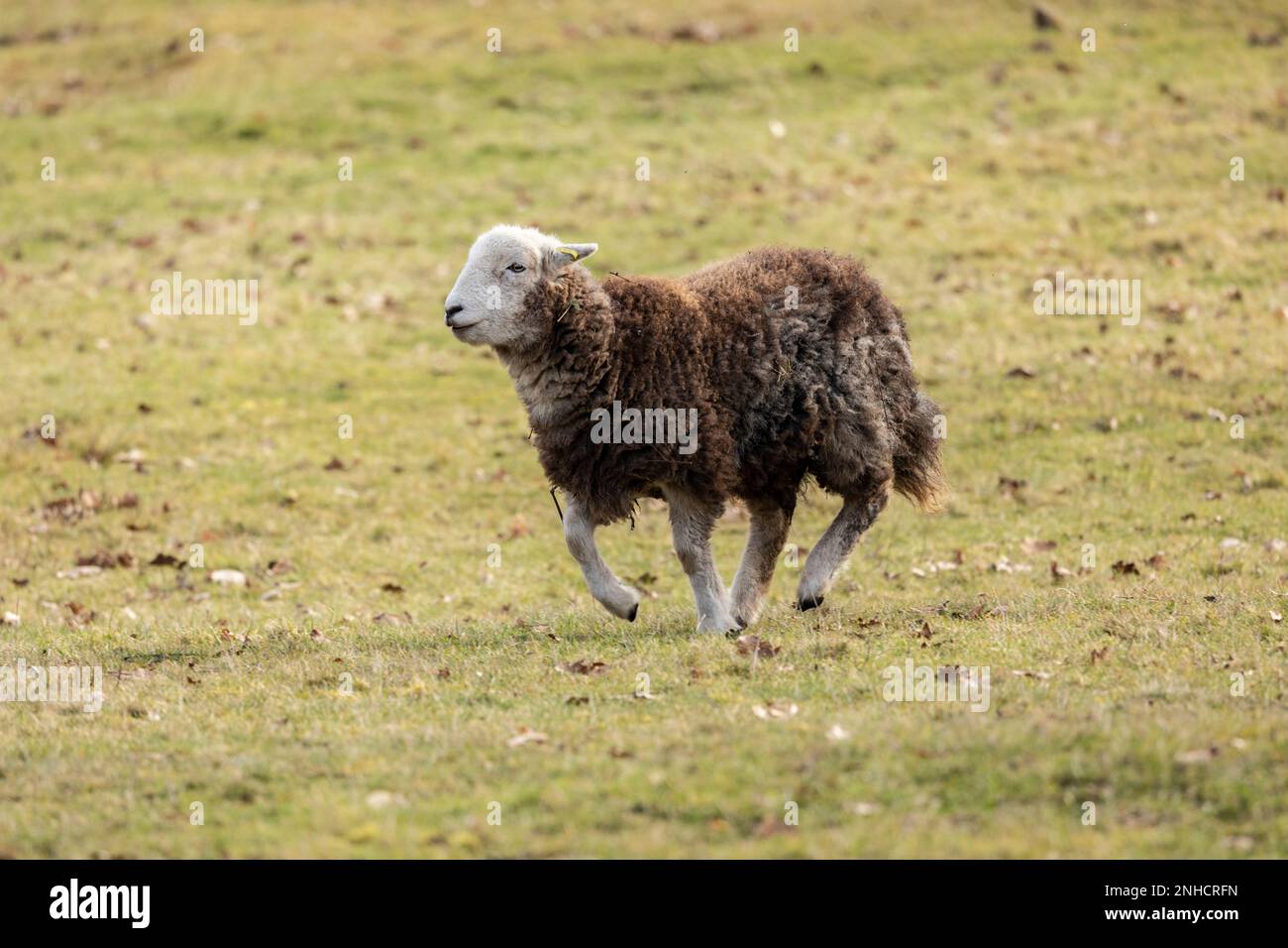 Herdwick Sheep in a rare breed programe staffordshire uk Stock Photo ...