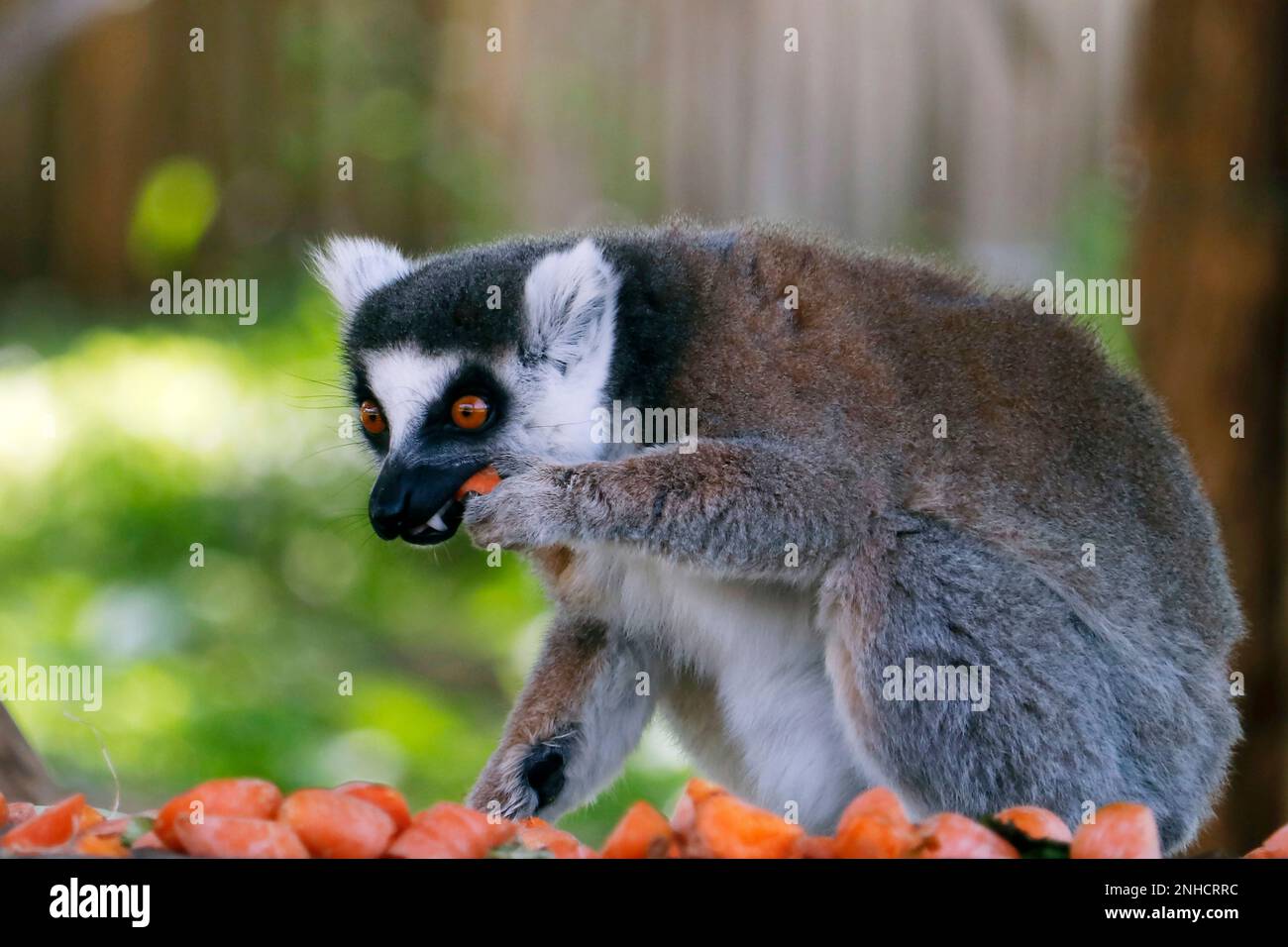 ring-tailed lemur (Lemur catta) having food, is a large strepsirrhine ...