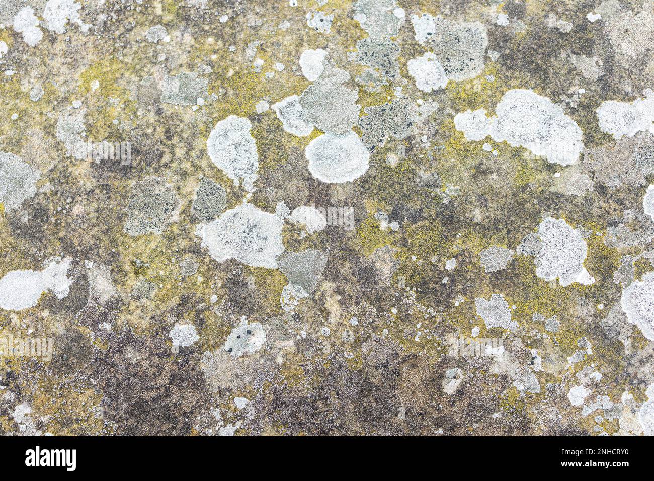 Moss close up hi-res stock photography and images - Alamy