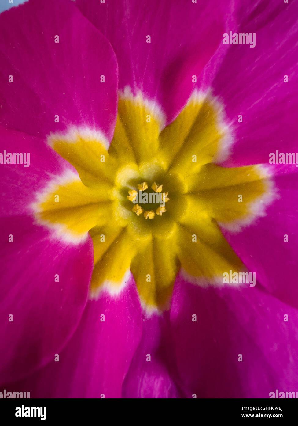 an amazing macro phoograph of a bright pink primrose Stock Photo - Alamy