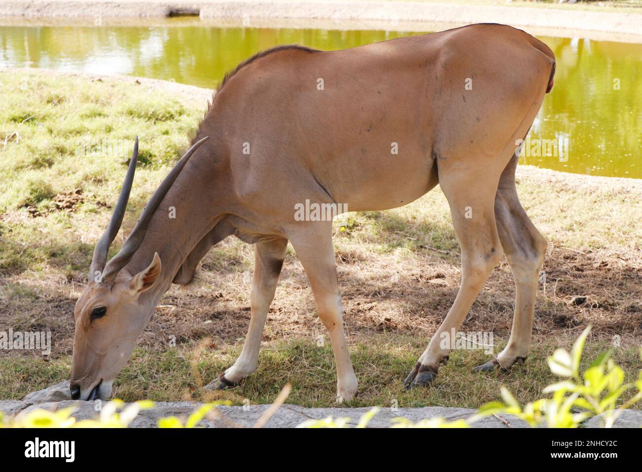 common eland (Taurotragus oryx), also known as the southern eland or ...