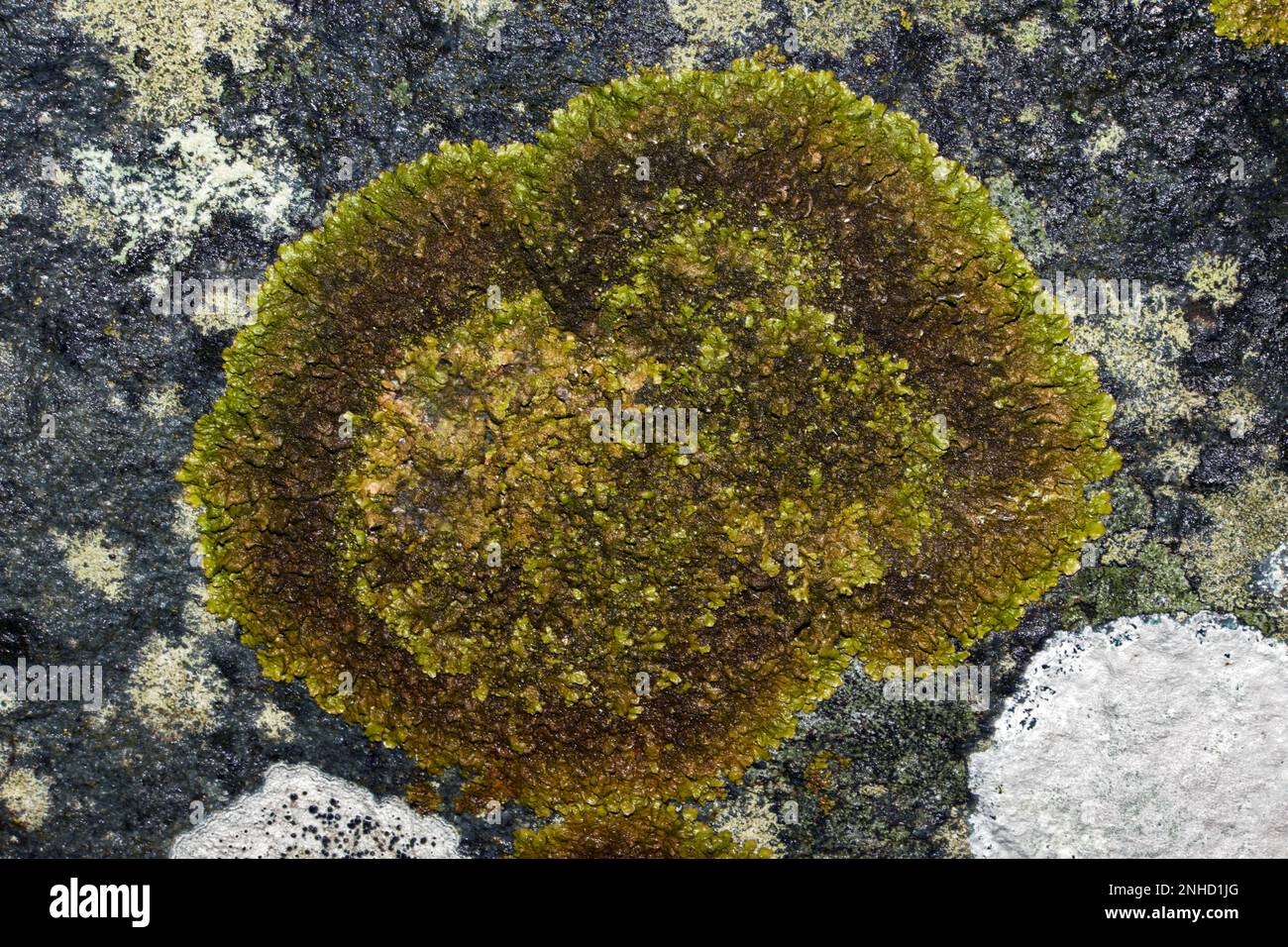 The lichen Melanelixia glabratula grows on bark and rocks. It is a ...