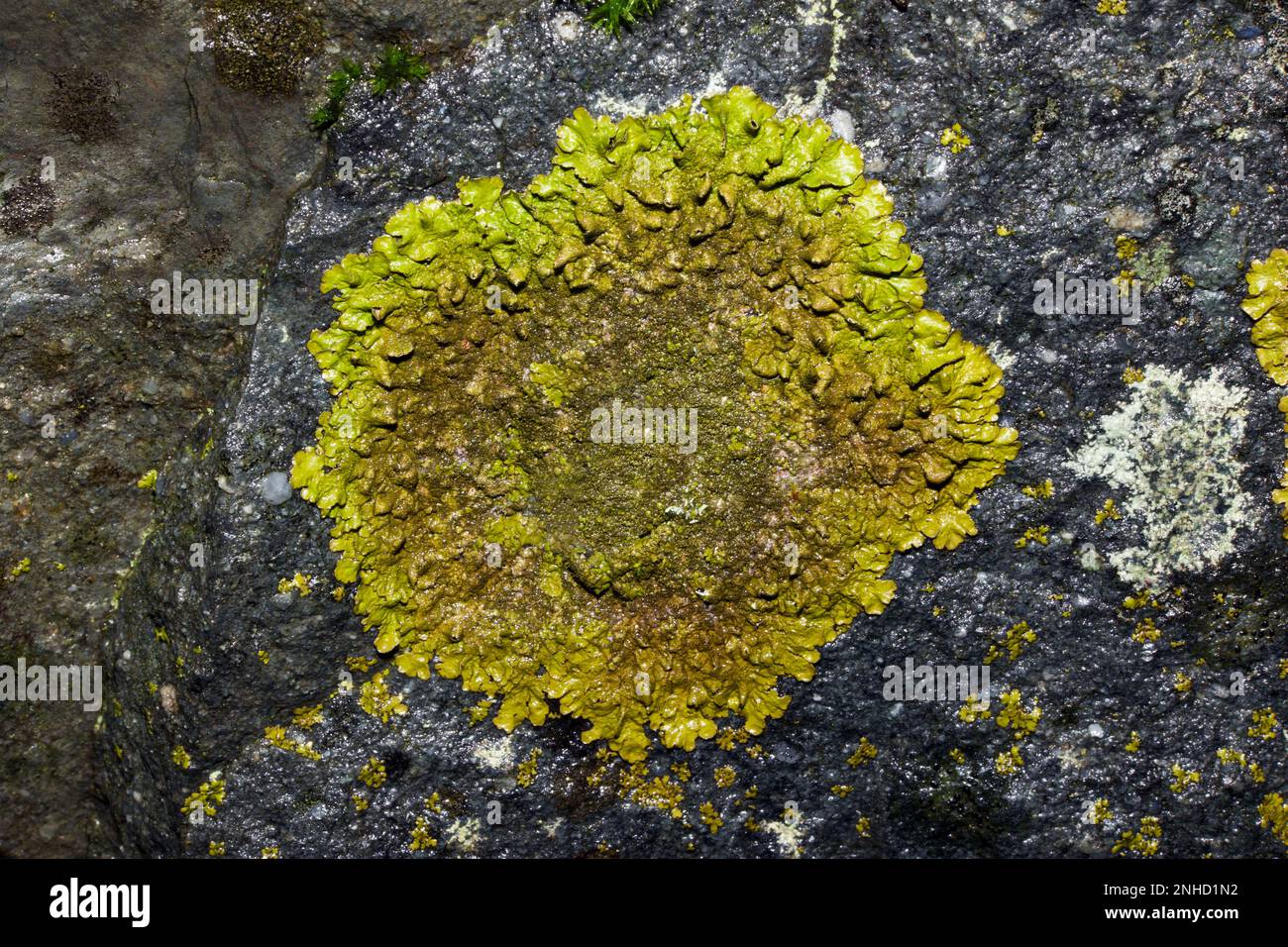 The lichen Melanelixia glabratula grows on bark and rocks. It is a ...