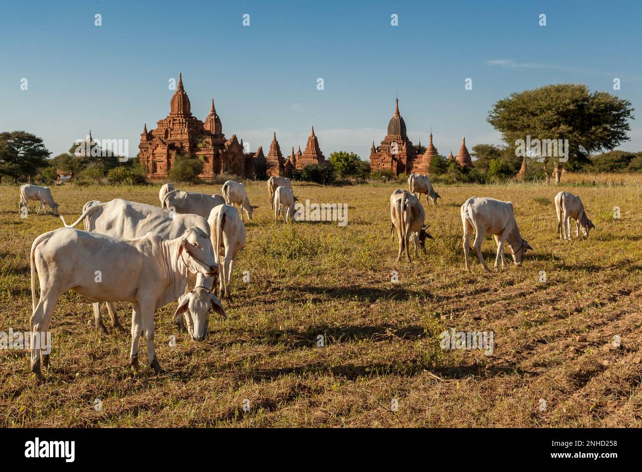 Cows grazing among Bagan Temples in Myanmar. Buddhist pagodas in the ...