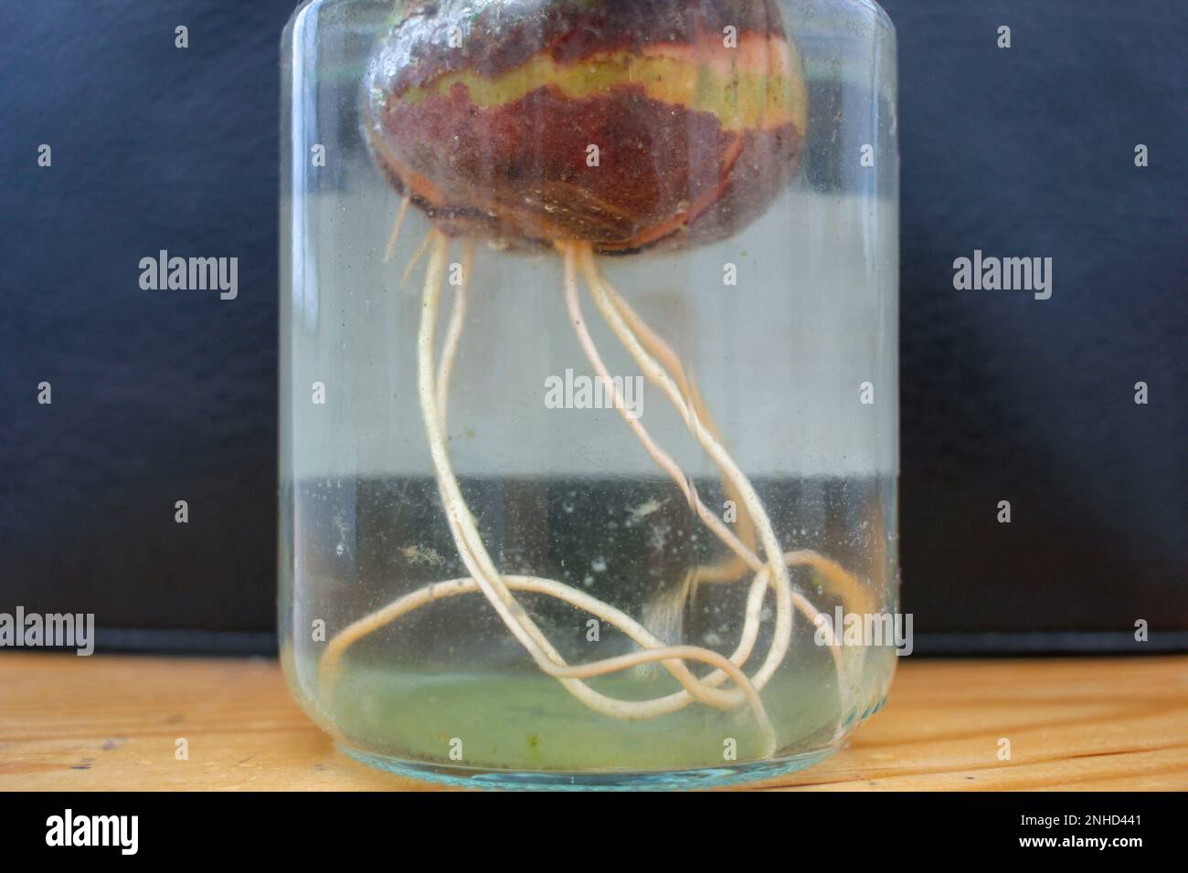 the roots of an avocado tree in a glass with water at home Stock Photo ...