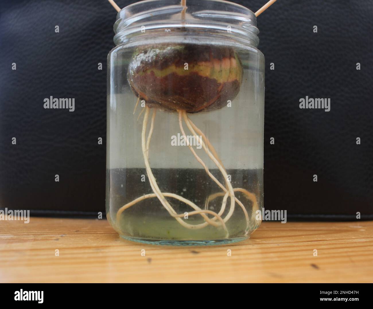 the roots of an avocado plant in water Stock Photo - Alamy