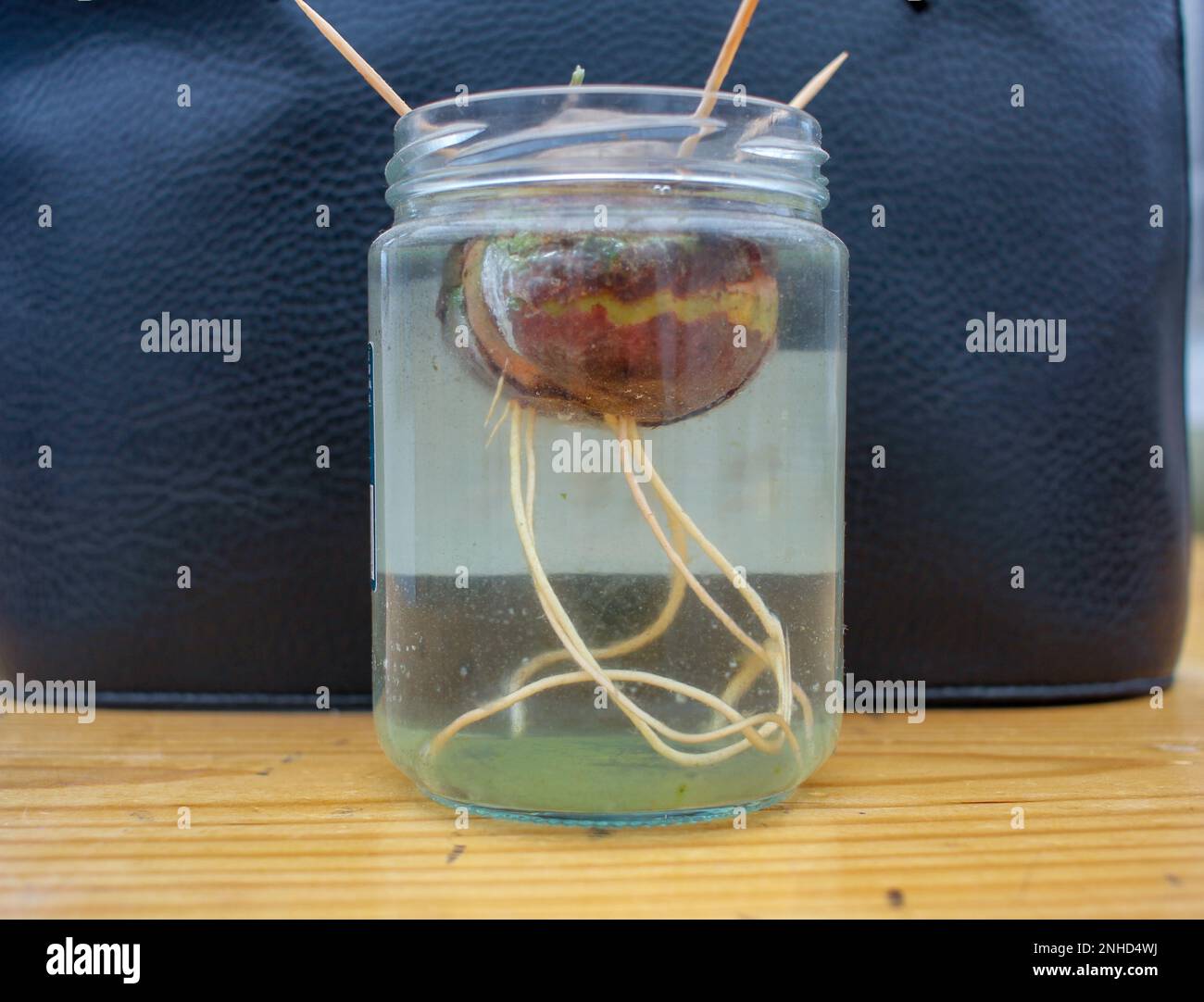 an avocado tree starting to grow in a glass with water at home Stock ...