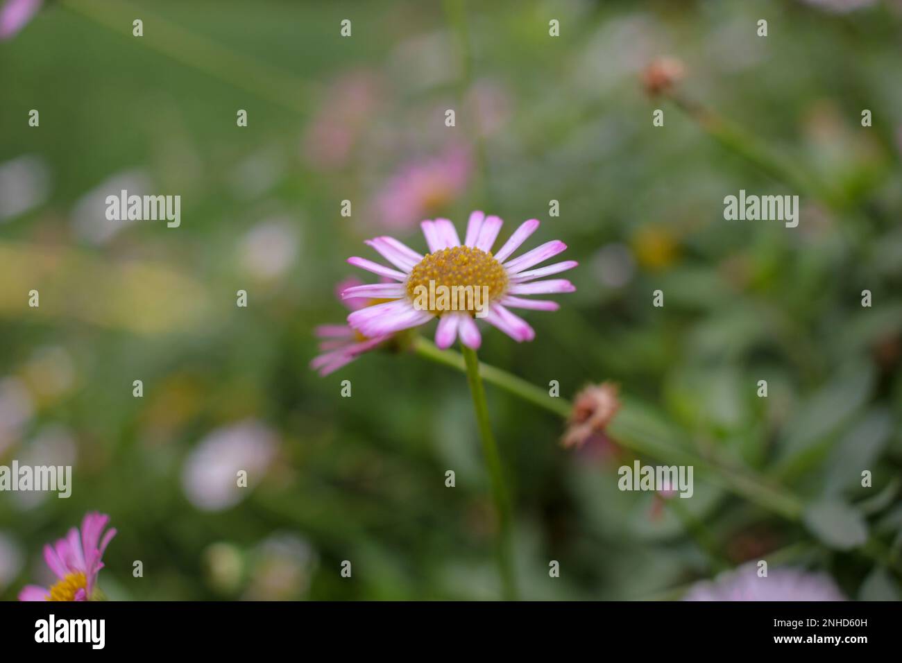 Simple daisy hi-res stock photography and images - Alamy