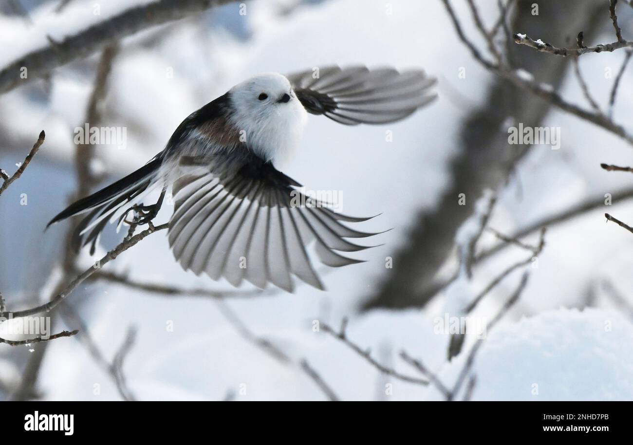 A photo shows Aegithalos caudatus Japonicus (Long-tailed Tit) in ...