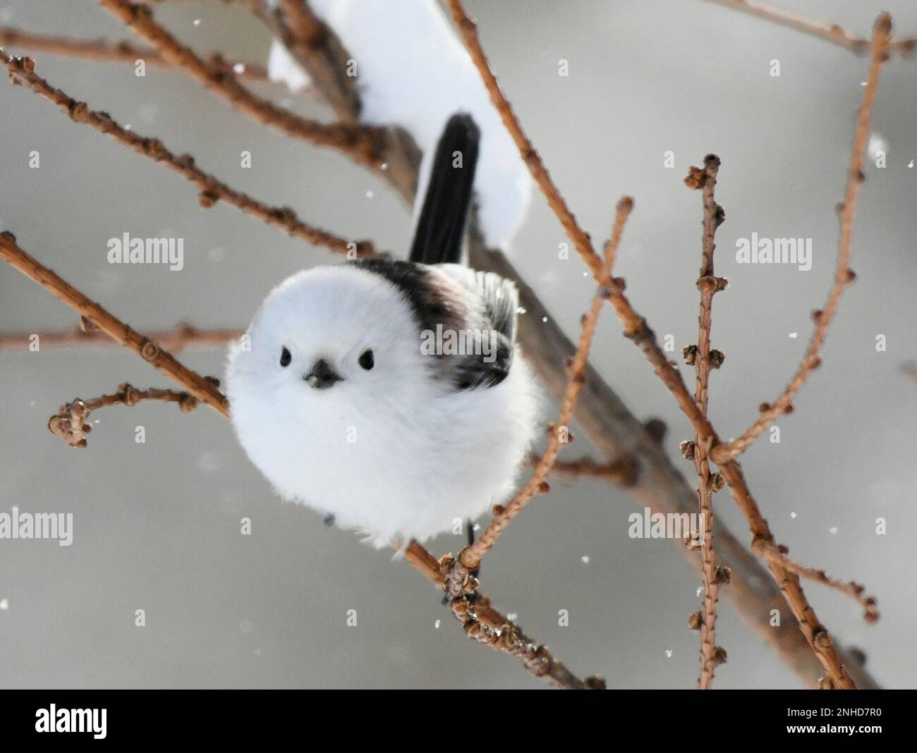 A photo shows Aegithalos caudatus Japonicus (Long-tailed Tit) in ...