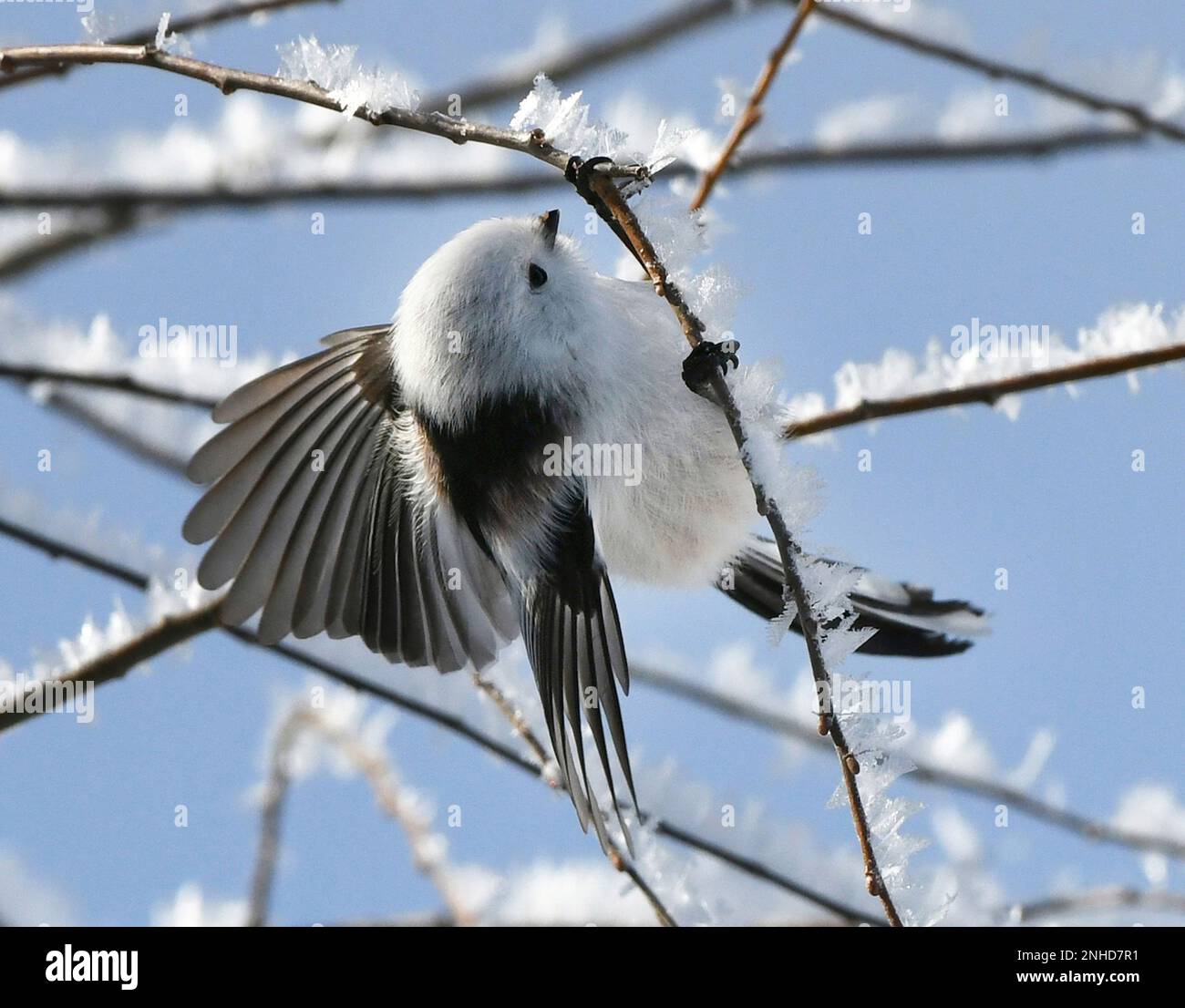 A photo shows Aegithalos caudatus Japonicus (Long-tailed Tit) in ...