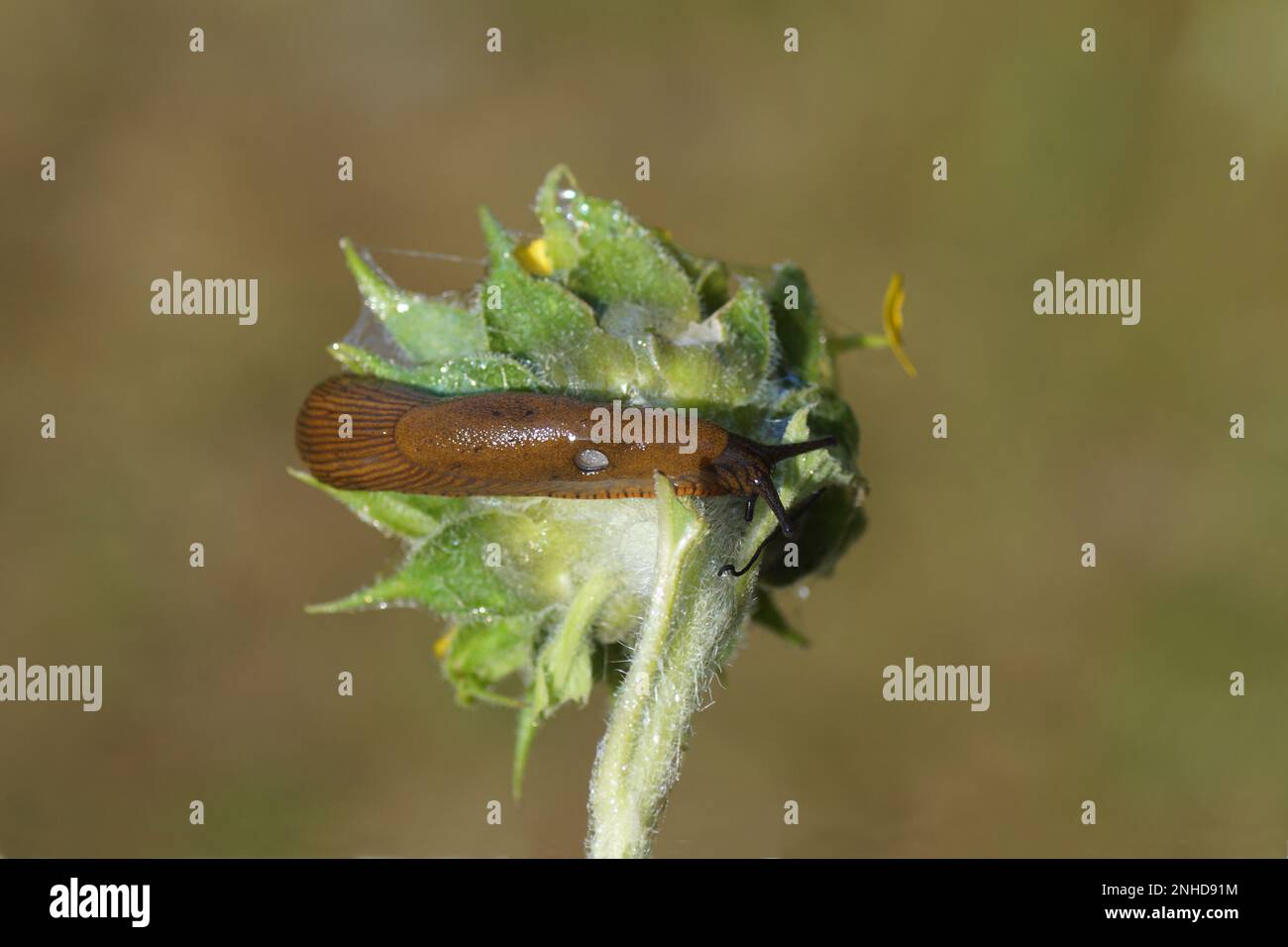 Red slug (Arion rufus) or Spanish slug (Arion vulgaris), family ...