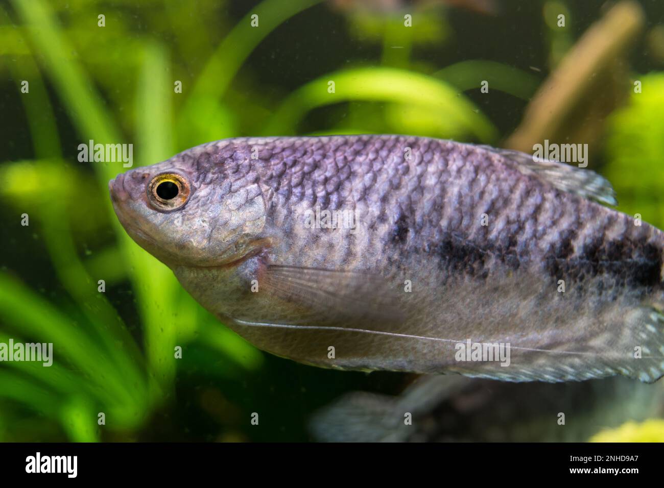 Gourami nest hi-res stock photography and images - Alamy
